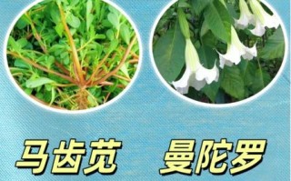 野菜大全图片_如何识别可食用野菜