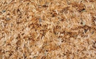 无土栽培香椿苗怎么种_家庭水培香椿芽技巧