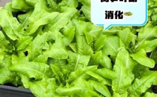 莴笋的叶子能吃吗_莴笋叶怎么吃最好