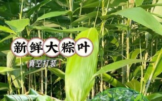 粽叶图片大全大图_粽叶有哪些品种