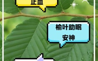 榆树叶的功效与作用_榆树叶怎么吃