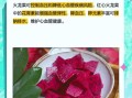 火龙果加热吃的好处和坏处_火龙果加热会破坏营养吗
