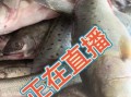 菜市场鲈鱼多少钱一斤_新鲜鲈鱼价格行情