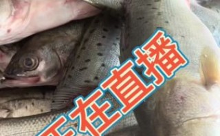菜市场鲈鱼多少钱一斤_新鲜鲈鱼价格行情