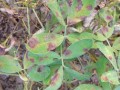 花生网斑病症状_花生网斑病防治方法