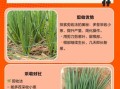 小葱的功效与作用_吃小葱有什么好处