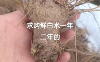白术价格多少钱一斤_白术行情2024最新价格