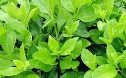 富贵菜图片长什么样_富贵菜和穿心莲区别