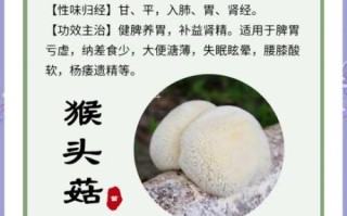 新鲜猴头菇的功效与作用禁忌_哪些人不能吃