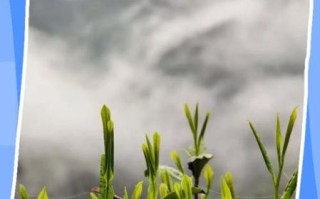 黄山毛峰怎么冲泡_黄山毛峰冲泡水温多少度