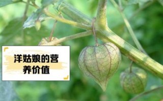 洋姑娘是什么水果_洋姑娘怎么吃最好吃