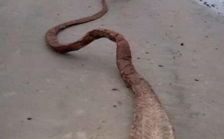 远古最可怕的三大巨蛇_它们到底有多大