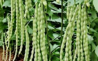 芸豆品种大全_芸豆哪个品种产量高