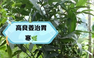 高良姜和香附的功效与作用_适合哪些人吃