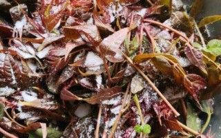 腌香椿怎么做_腌香椿的做法大全