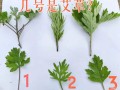 艾蒿和艾草一样吗_艾蒿与艾草的区别图片