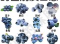 水果品种大全_哪些水果营养价值高