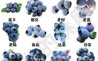 水果品种大全_哪些水果营养价值高