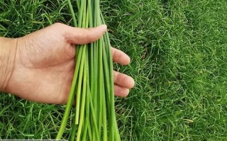 韭菜苔和韭菜的区别_哪个更营养