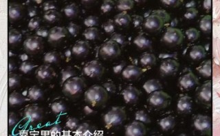 嘉宝果怎么吃_嘉宝果的正确吃法