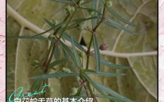 白花蛇舌草能祛斑吗_白花蛇舌草祛斑效果怎么样
