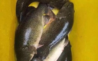 淡水鳕鱼是什么鱼_淡水鳕鱼多少钱一斤