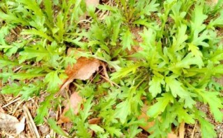 独行菜长什么样_独行菜能吃吗