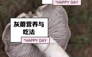灰蘑菇能吃吗_灰蘑菇中毒症状