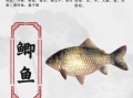 鲫鱼汤的功效与作用_哪些人不能吃