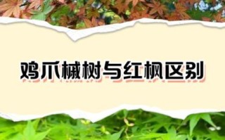 鸡爪槭是什么树_鸡爪槭和红枫的区别