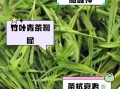竹叶青茶怎么泡_竹叶青茶的功效与作用