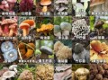 蘑菇品种大全图片_如何辨别可食用蘑菇