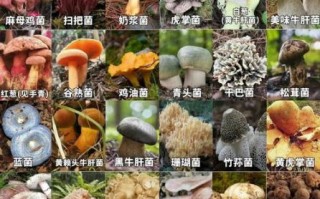 蘑菇品种大全图片_如何辨别可食用蘑菇