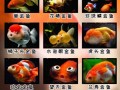 金鱼图片大全可爱_怎么挑选最萌品种