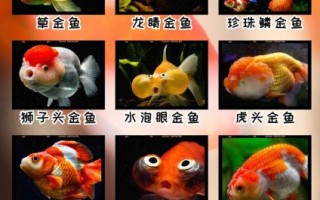 金鱼图片大全可爱_怎么挑选最萌品种