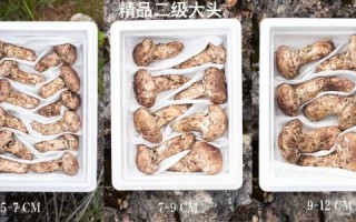 松茸蘑菇怎么挑选_松茸蘑菇价格多少钱一斤
