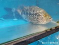 花斑鱼多少钱一斤_花斑鱼价格行情