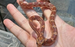 玉米蛇能长多大_玉米蛇最大能长多长