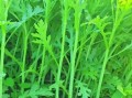 蓬蒿菜的营养价值_蓬蒿菜的功效与作用