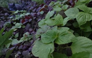 苏子叶是什么树的叶子_紫苏树长什么样