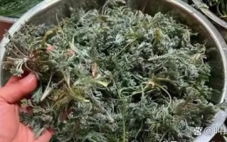 野生苦麻菜图片_如何识别真假苦麻菜