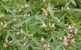 益母草图片长什么样_如何辨别真假益母草