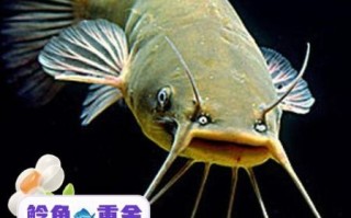 鲶鱼为什么不能吃_鲶鱼有毒吗