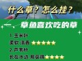 钓草鱼用什么饵料_草鱼钓位怎么选