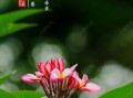 鸡蛋花图片唯美_鸡蛋花的花语是什么