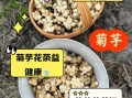 菊芋的功效与作用_菊芋怎么吃最健康