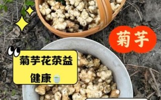菊芋的功效与作用_菊芋怎么吃最健康