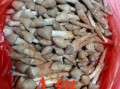 鸡枞菇多少钱一斤_新鲜鸡枞菇价格行情
