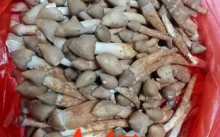 鸡枞菇多少钱一斤_新鲜鸡枞菇价格行情