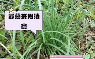 野葱的功效与作用_野葱怎么吃最健康